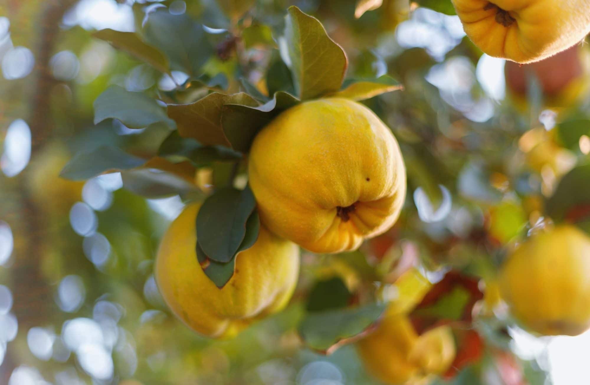 Crédito de Carbono em plantações de Marmelo – Saiba como comercializar ...